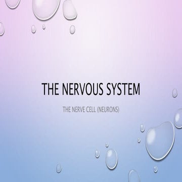 nerve-cell.pptx