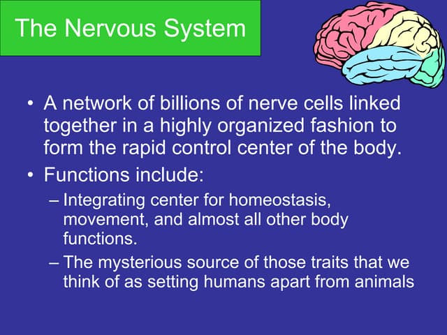 Control and coordination in humans | PDF