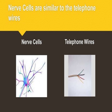 Nerve cells | PPTX