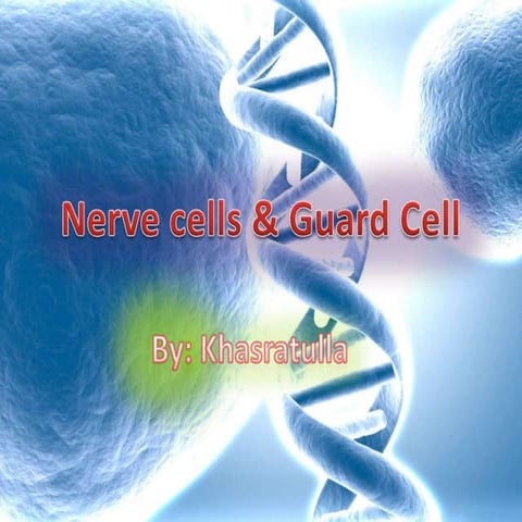 Nerve cells & guard cells | PPTX