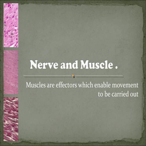 Skeletal muscle structure & function | PPTX