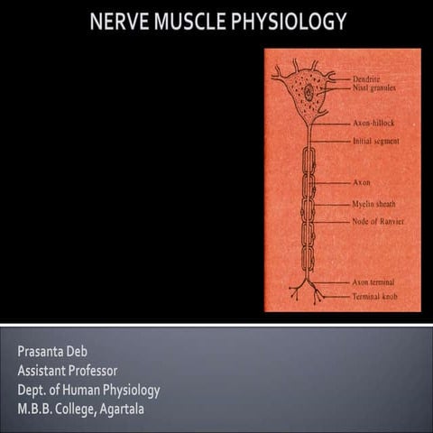 Nerve Muscle Physiology injury and regeneration | PPT