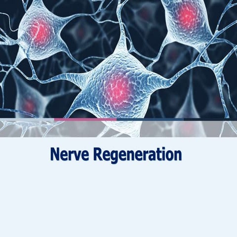 Nerve regeneration | PPT