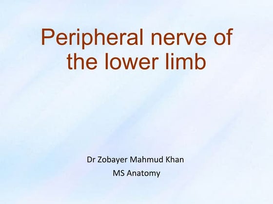 Nerves of pelvis | PPT
