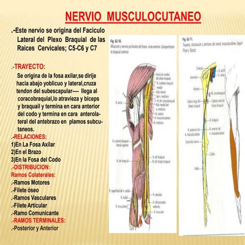 Dermatomas brazo | PPTX