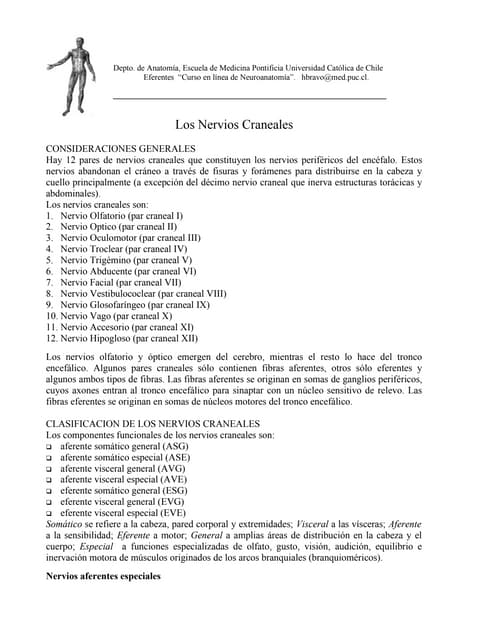 ANATOMIA DE LOS LABIOS Y DE LA REGION PERIORAL | PDF