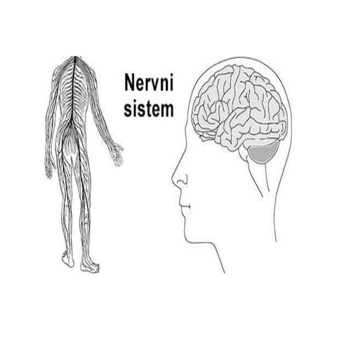 Nervni sistem.pptx
