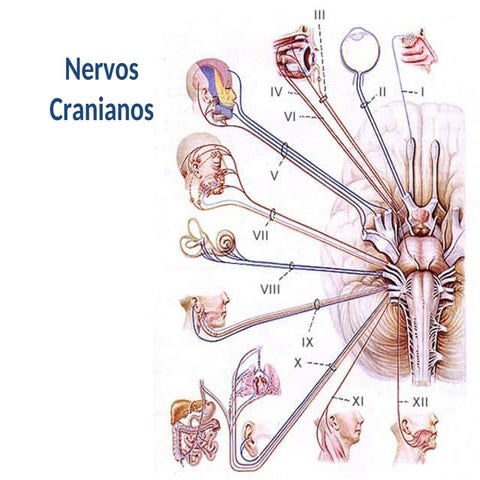 Nervos Cranianos: origem e forames cranianos | PPT