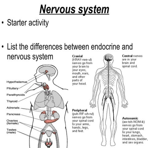 Nervous System | PPT