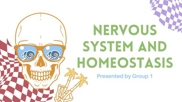The Nervous System Parts And Functions | PPT