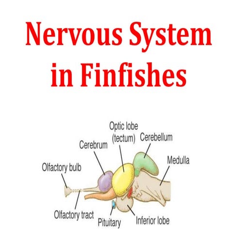 Nervous system of fish; a detailed study | PPTX