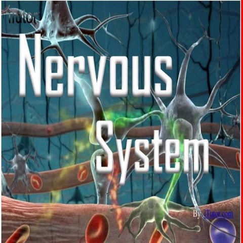 NERVOUS-SYSTEM-PPT-2.ppt.................. | PPT