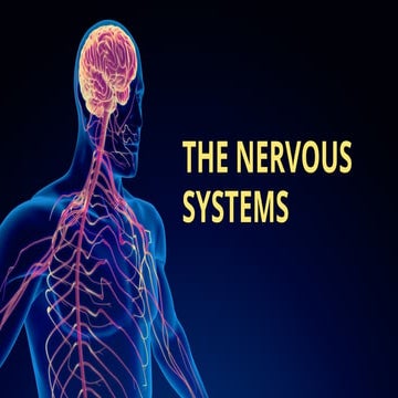 nervous-system (1).pptxjsksnnsjknnzhnakaojsb | PPTX