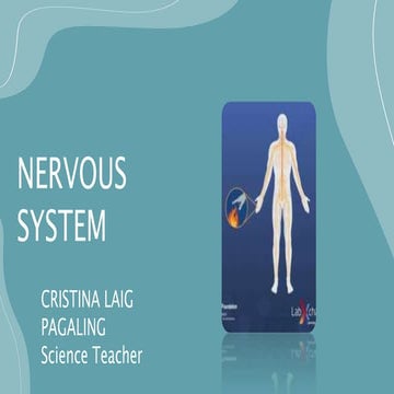 G10 Quarter 3 Nervous-System Powerpointp | PPTX