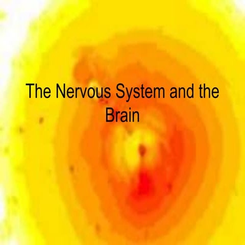 The Nervous and Human Brain powerpoint presentation | PPT