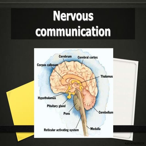 Nervous Communication Microscope Slides | PPTX