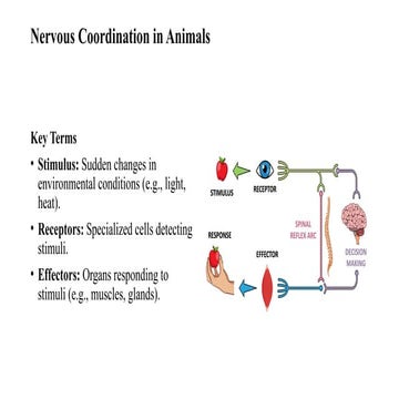 Nervous Coordination in Animals(Nervous system) | PPTX