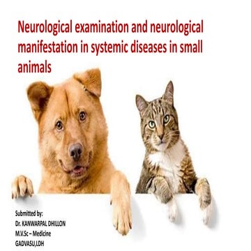 What Are Neurological Problems In Dogs