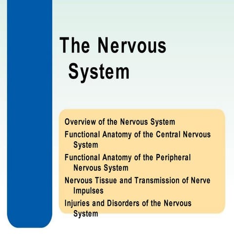 Nervous System Overview | PPT