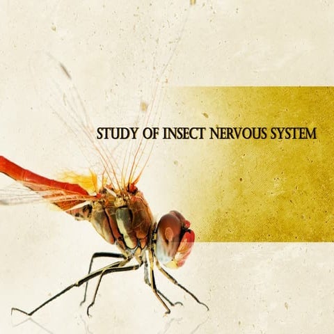 Nervous system in insects | PPTX