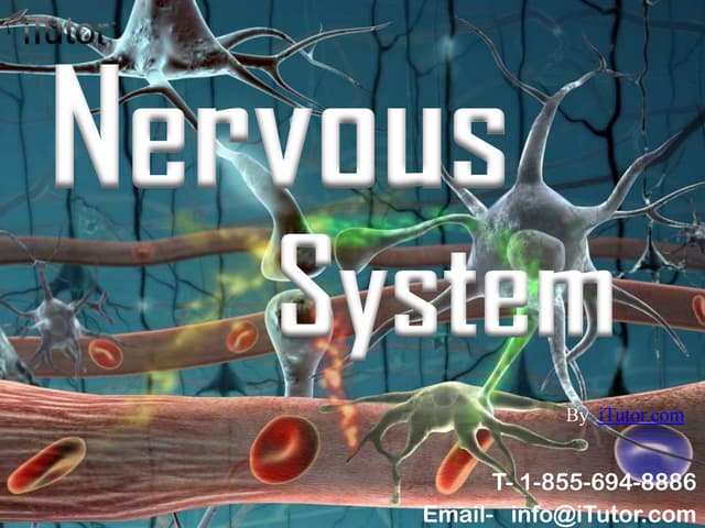 The Nervous System Parts And Functions | PPT
