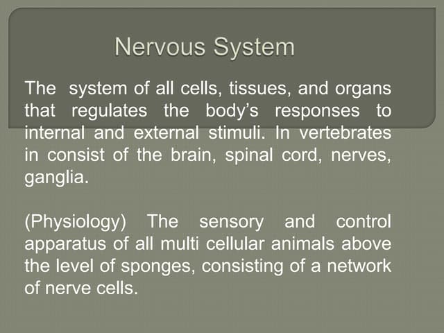 BRAIN structure and its function (class 10) | PPTX