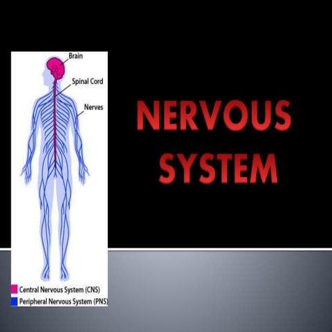Detailed Lesson Plan: The Nervous System | PDF