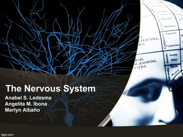 Nervous system in insects | PPTX | Brain and Nervous System Disorders ...