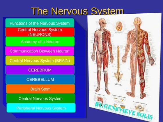Nervous system | PPT