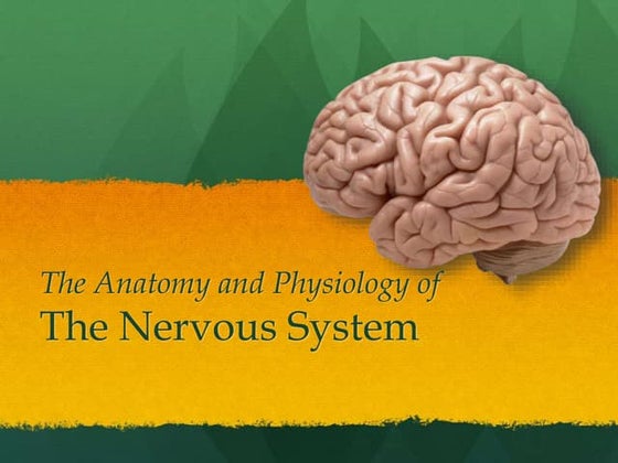 Divisions of the Human Nervous System | PPTX