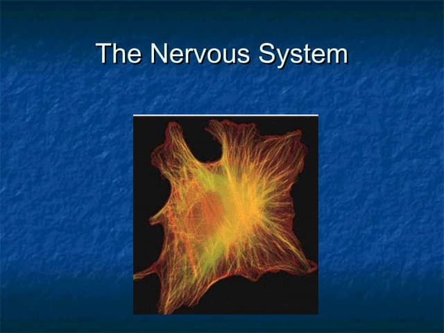 Nervous System Lesson for Grade 6 in Science | PPTX