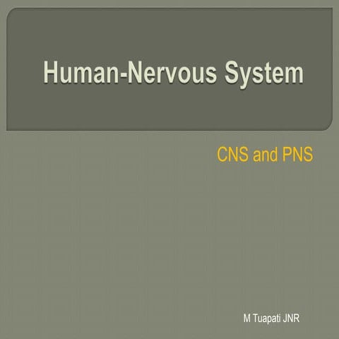 Human Nervous System | PPTX