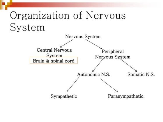 The nervous system | PDF