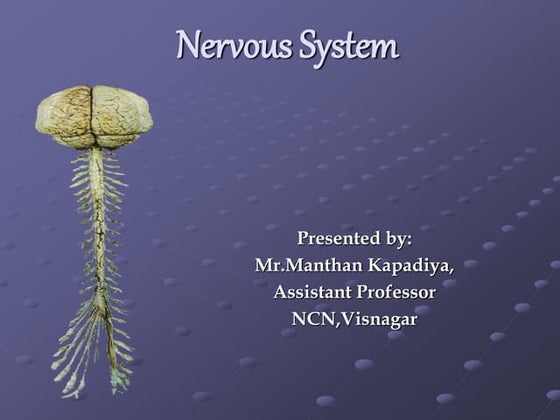 Nervous System Structure and Function.ppt