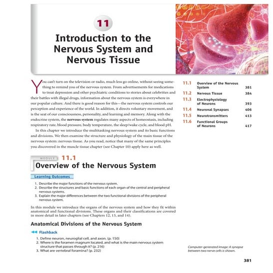 Nervous system | PDF