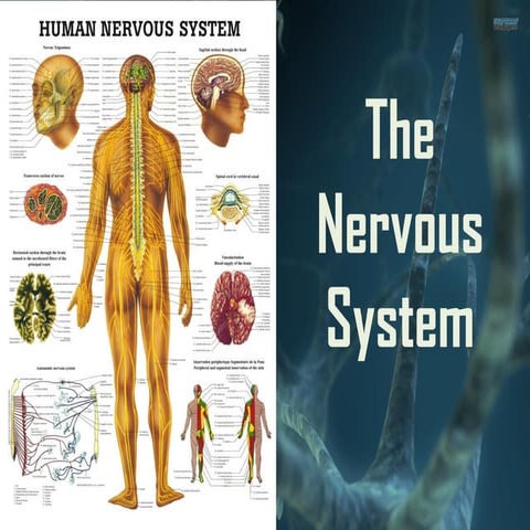 The nervous system- Control Systemem of the Body | PPTX