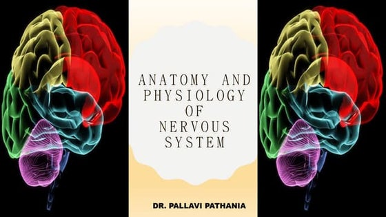 Introduction To The Nervous System Ppt