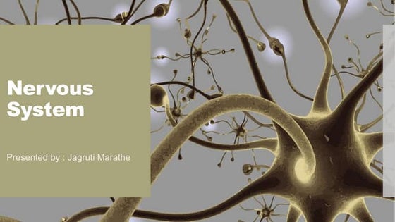 Understanding NeuronsNeurons are the building blocks of the nervous ...