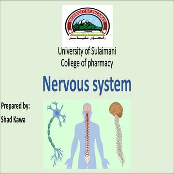 Nervous system.pdf | Brain and Nervous System Disorders | Diseases and ...