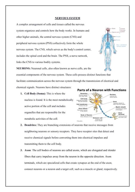 Nervous System Parts And Functions Powerpoint A Level Psychology THE