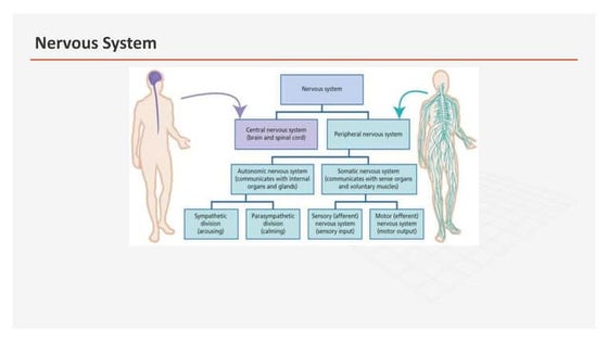 Neuron A neuron, also known as a nerve cell, is the basic functional unit of the nervous system ...