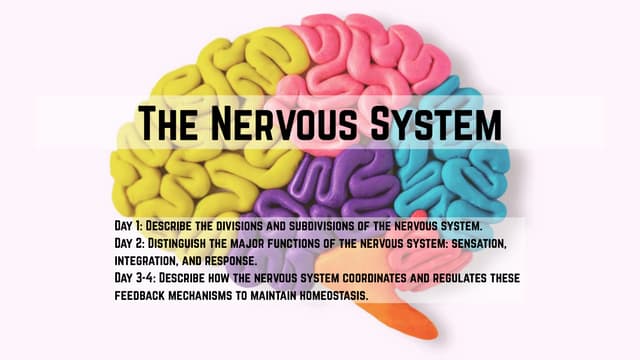 The Nervous System Grade 6, parts and functions | PPT