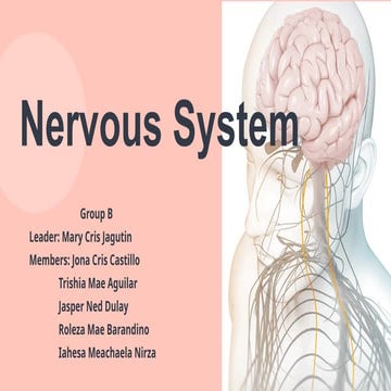 Nervous System| Anatomy and Physiology I | PPTX