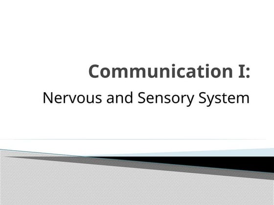 Nervous system of fish; a detailed study | PPT