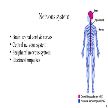 Lesson 3 Nervous system.pptx00oooooooooo | PPTX