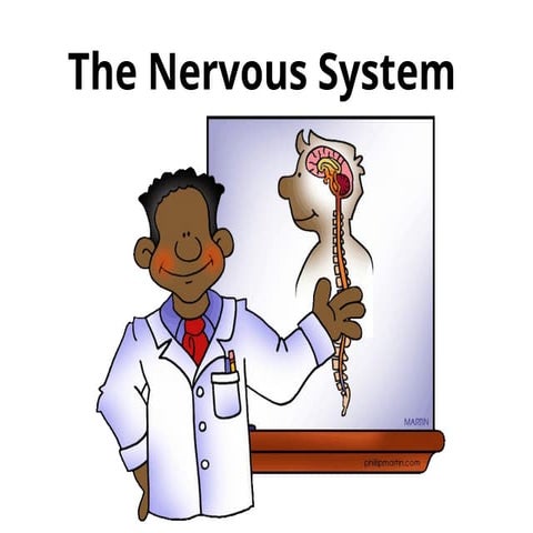 Nervous System Powerpoint Slide Presentation | PPTX