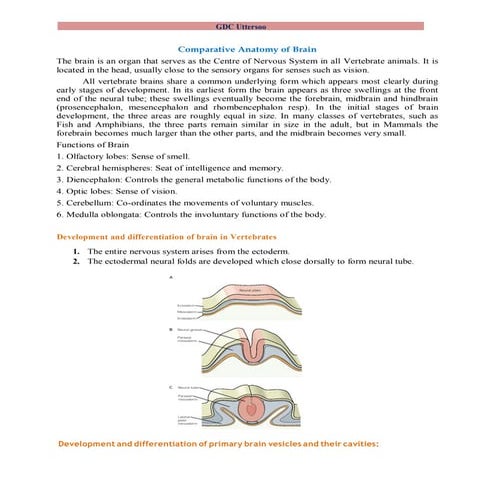 EVOLUTION OF RESPIRATORY SYSTEM | PPTX