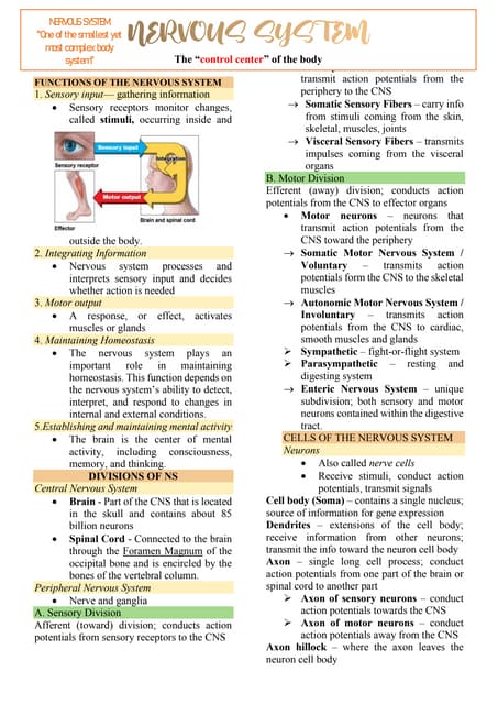 Coordination and Response: The Nervous System | IGCSE Biology | PPT