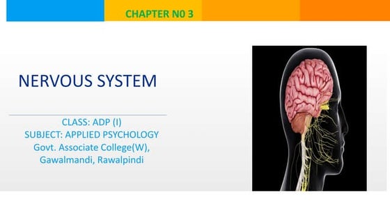 Central Nervous System | PPT