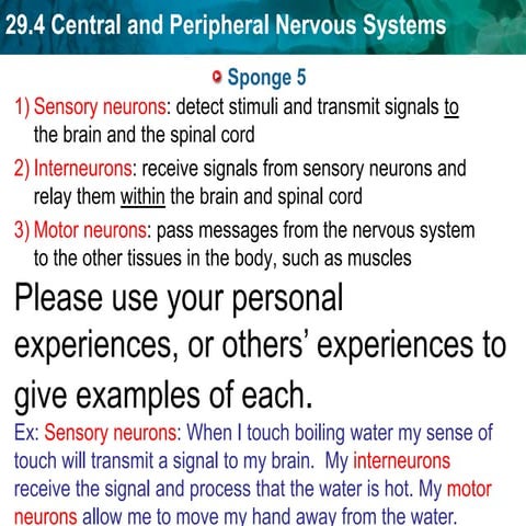 NERVOUS SYSTEM - The central nervous system and the peripheral nervous ...